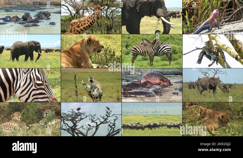 Zebra monkey Stock Videos & Footage - HD and 4K Video Clips - Alamy