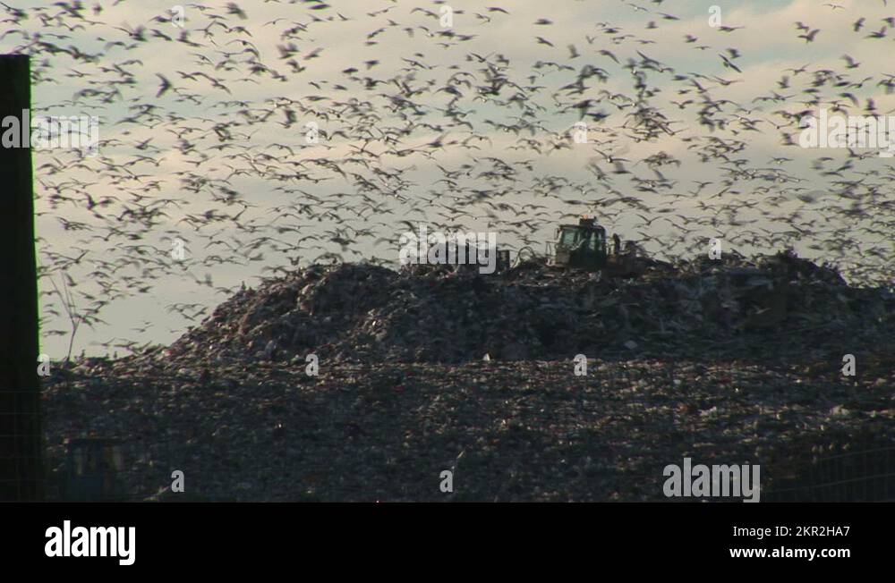 Refuse tip Stock Videos & Footage - HD and 4K Video Clips - Alamy