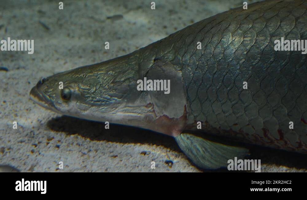 Pirarucu Stock Videos & Footage - HD and 4K Video Clips - Alamy