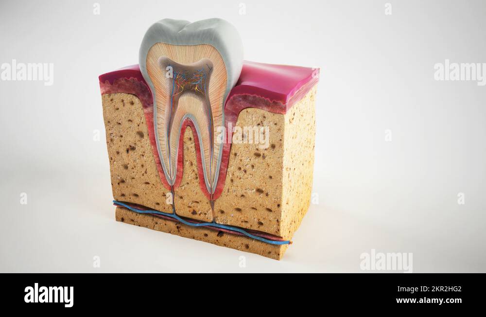 Mouth teeth diagram Stock Videos & Footage - HD and 4K Video Clips - Alamy