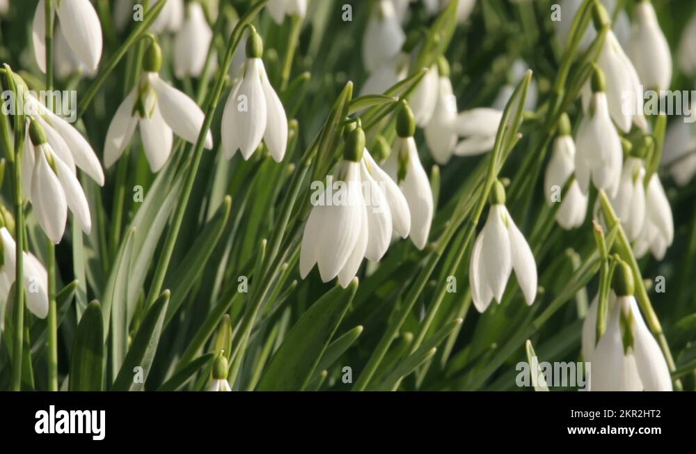 Snowdrops sunshine Stock Videos & Footage - HD and 4K Video Clips - Alamy