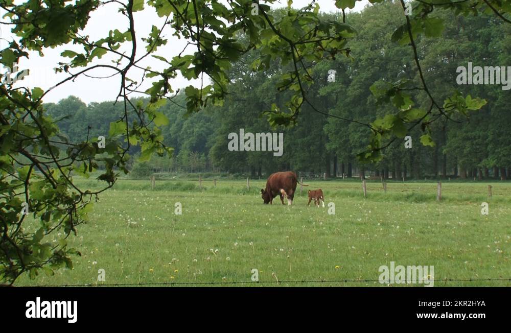 Dutch Deep Red cattle cow with calf in pasture - wide shot Stock Video ...