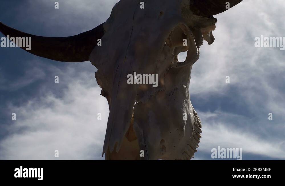 Animal molars Stock Videos & Footage - HD and 4K Video Clips - Alamy