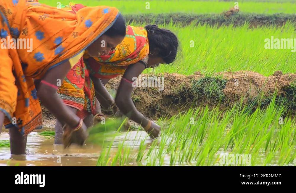 Paddy sowing season Stock Videos & Footage - HD and 4K Video Clips - Alamy