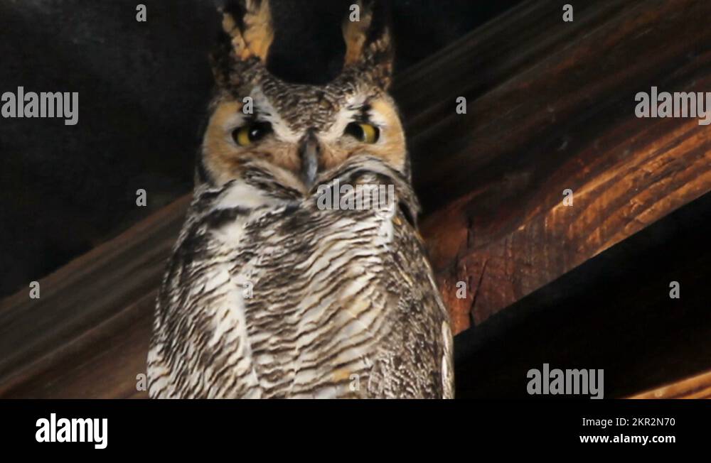 Owl expressions Stock Videos & Footage - HD and 4K Video Clips - Alamy