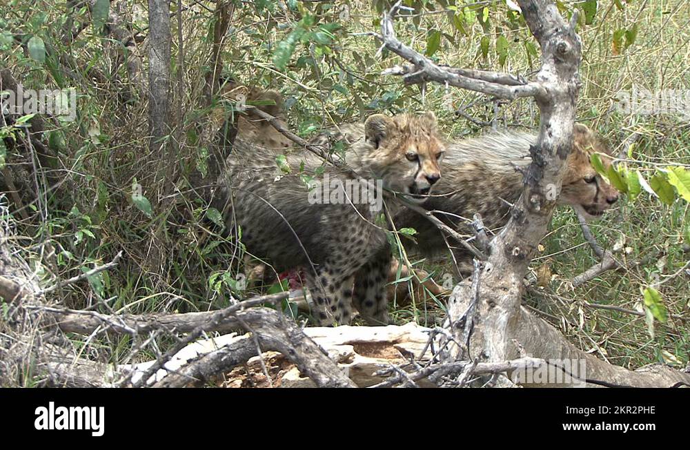 Cheetah cub eat Stock Videos & Footage - HD and 4K Video Clips - Alamy