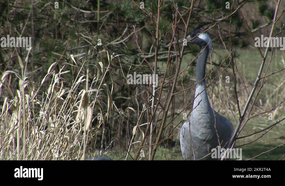 European crane Stock Videos & Footage - HD and 4K Video Clips - Alamy
