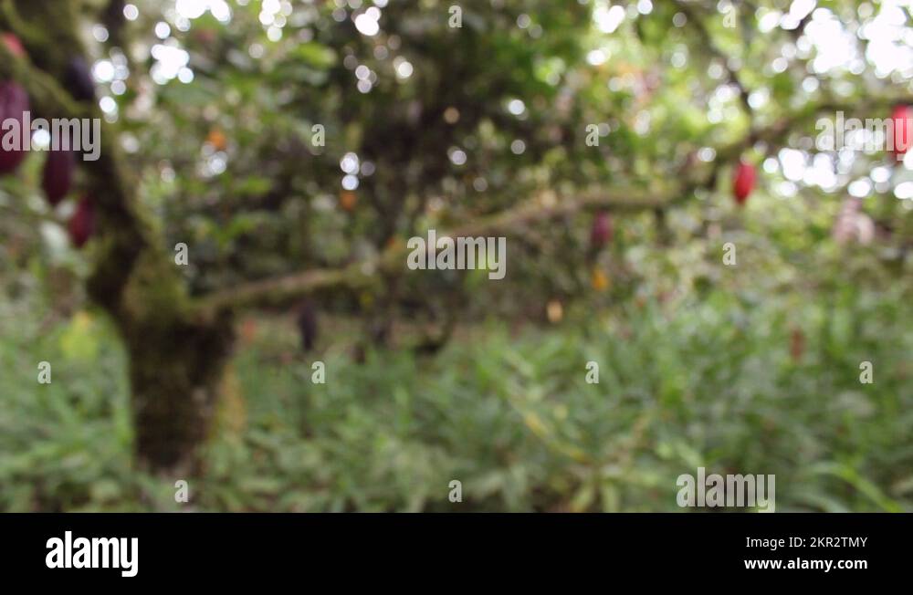 Jungle rot Stock Videos & Footage - HD and 4K Video Clips - Alamy