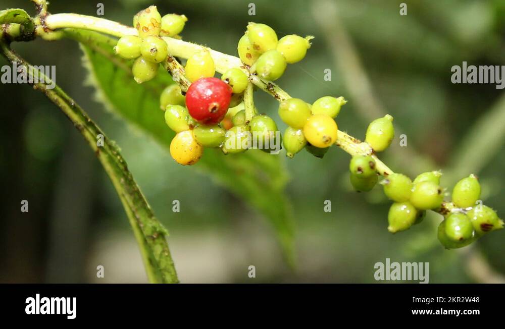 Tryptamine Stock Videos & Footage - HD and 4K Video Clips - Alamy