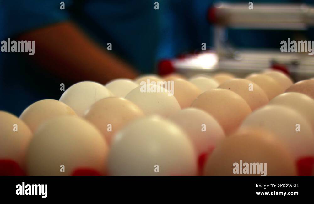 Eggsbox Stock Videos & Footage - HD and 4K Video Clips - Alamy