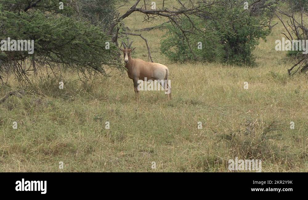 White topi Stock Videos & Footage - HD and 4K Video Clips - Alamy