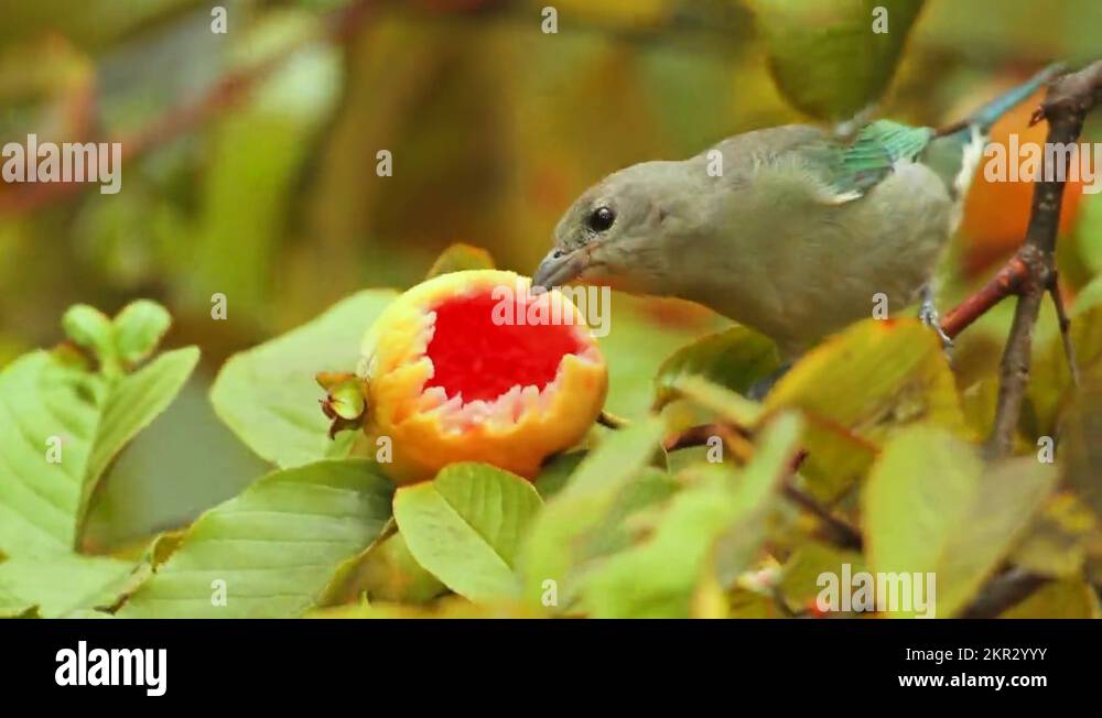 Fruit eating bird Stock Videos & Footage - HD and 4K Video Clips - Alamy
