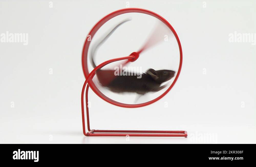 Pet mouse on wheel Stock Videos & Footage - HD and 4K Video Clips - Alamy
