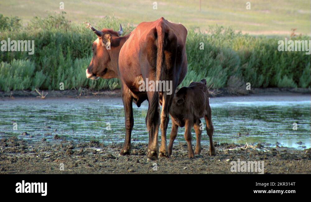 Maternal nursing Stock Videos & Footage - HD and 4K Video Clips - Alamy