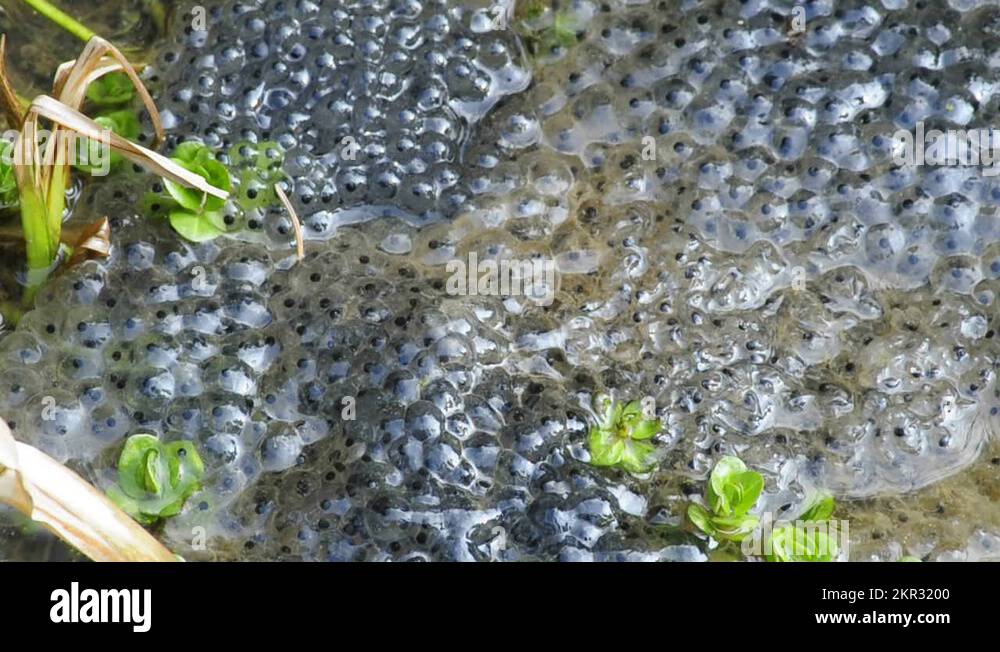 Toad spawn toad spawn Stock Videos & Footage - HD and 4K Video Clips - Alamy
