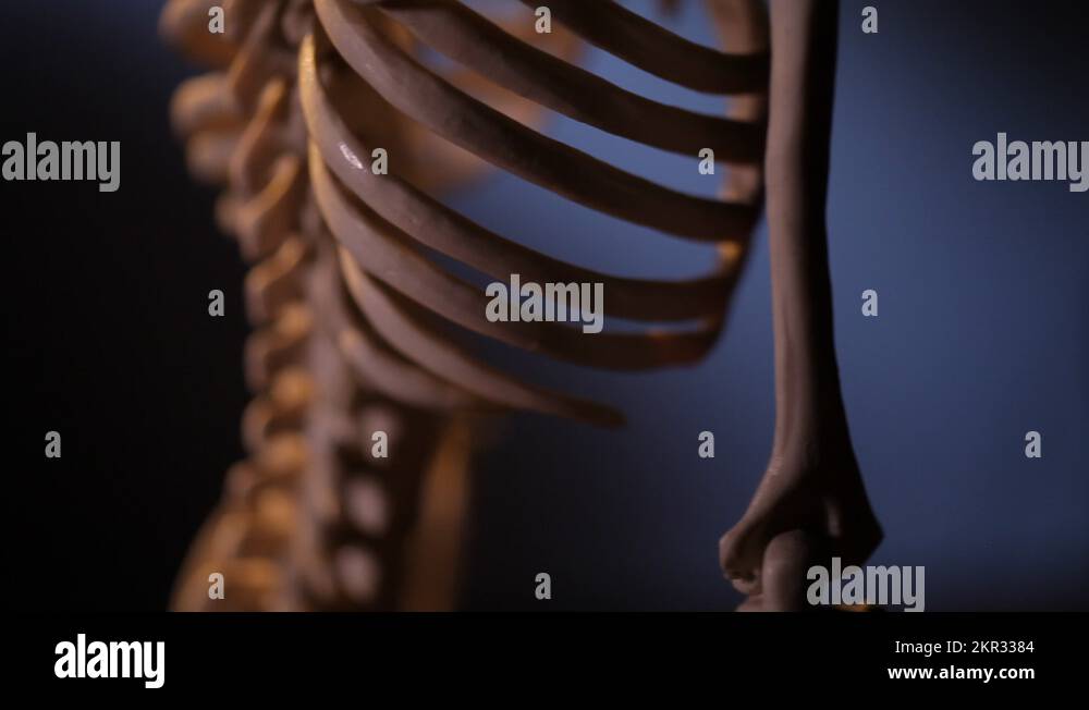 Scapula rib cage Stock Videos & Footage - HD and 4K Video Clips - Alamy