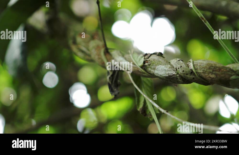 Peruvian insects Stock Videos & Footage - HD and 4K Video Clips - Alamy
