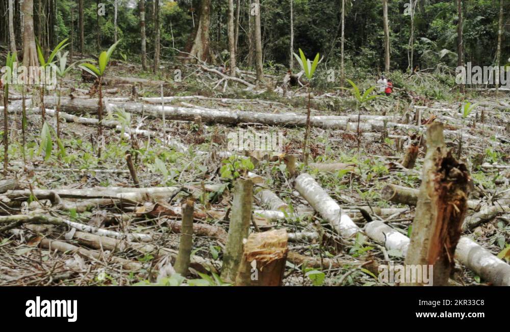 Clear cutting trees Stock Videos & Footage - HD and 4K Video Clips - Alamy