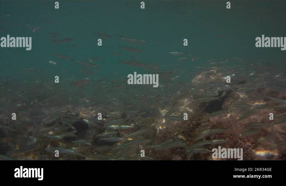 Underwater footage of lots of small silver fish swimming around a coral ...