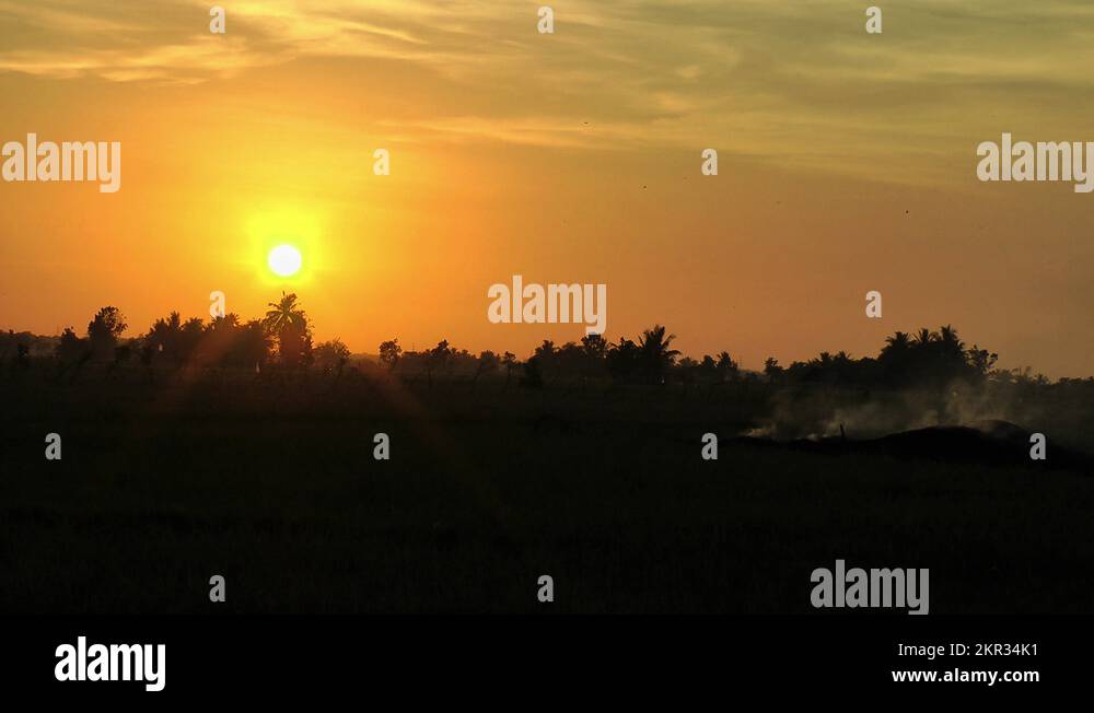 Burning a stack of rice grass on a rice field during sunset in ...