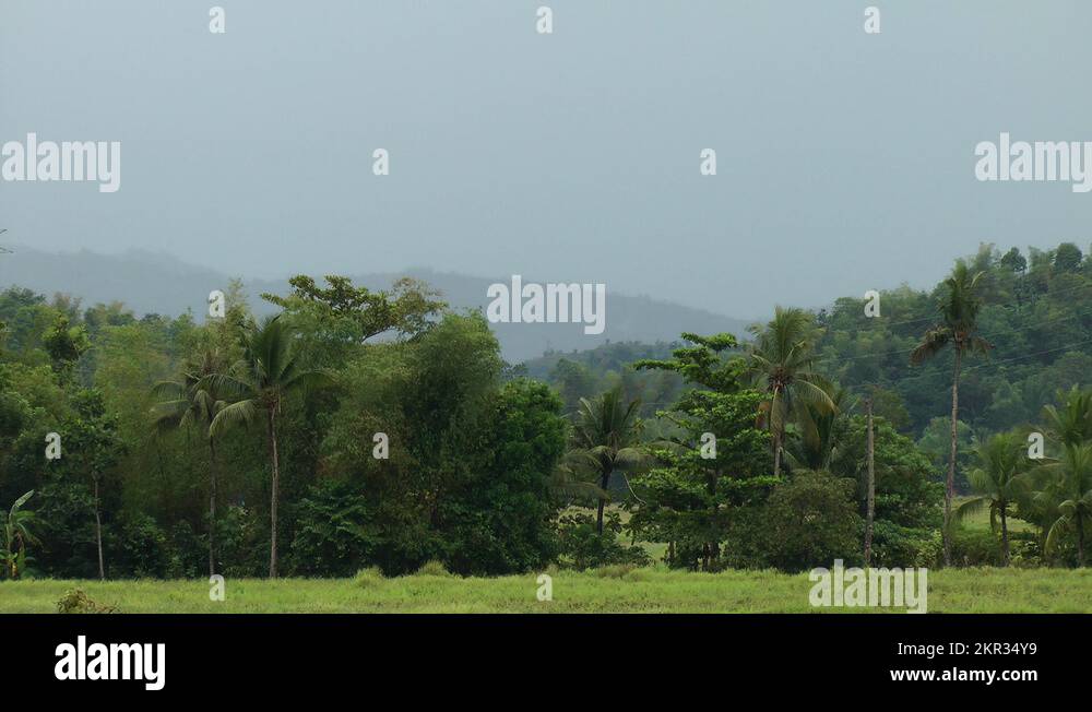 High tree jungle covered mountains on Panay island in the Philippines ...