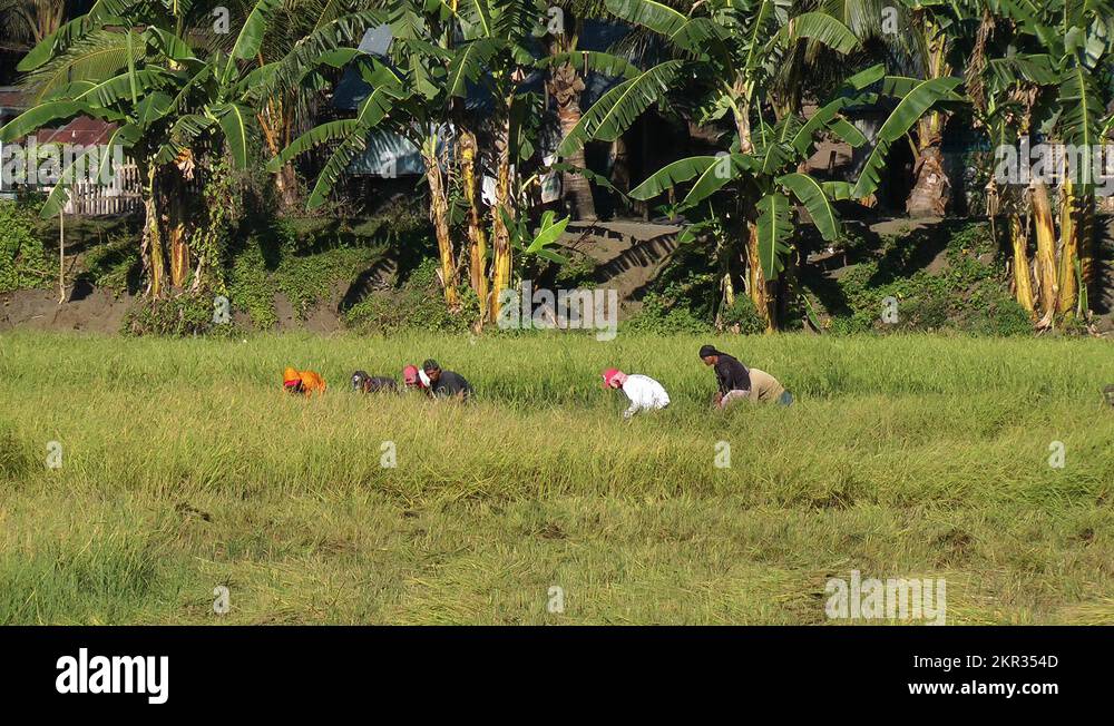 Rice paddy workers harvesting ripe rice in the Philippines Stock Video ...
