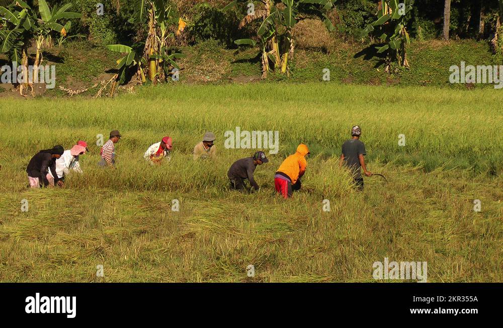 Rice paddy workers harvesting ripe rice in the Philippines Stock Video ...