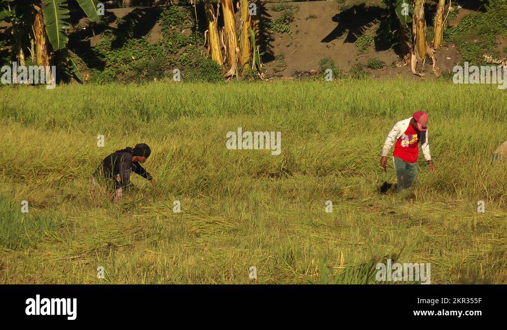 Rice paddy workers harvesting ripe rice in the Philippines Stock Video ...
