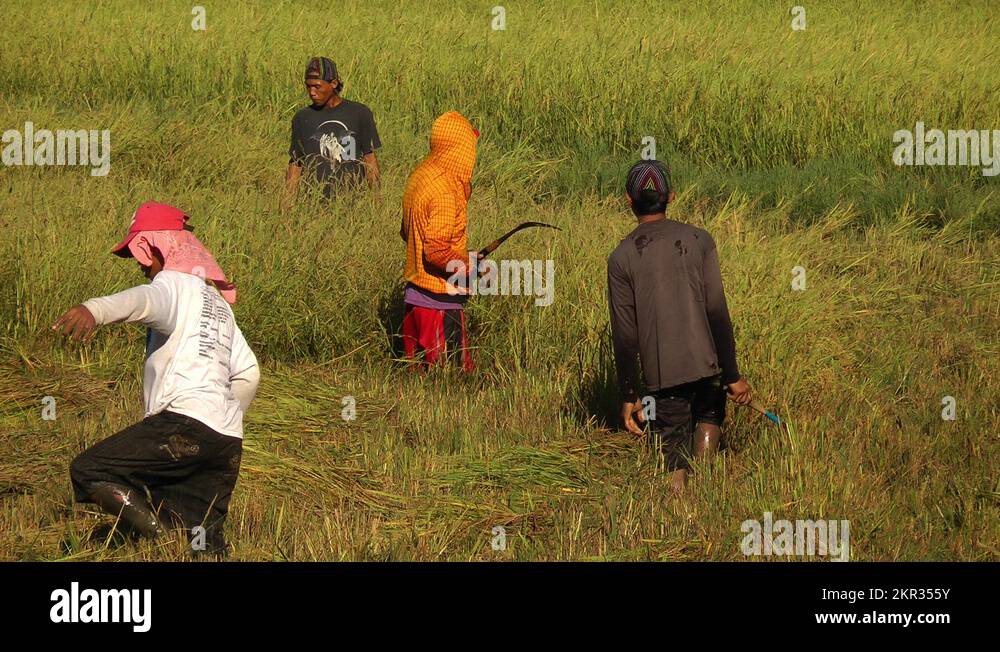 Rice paddy workers harvesting ripe rice in the Philippines Stock Video ...
