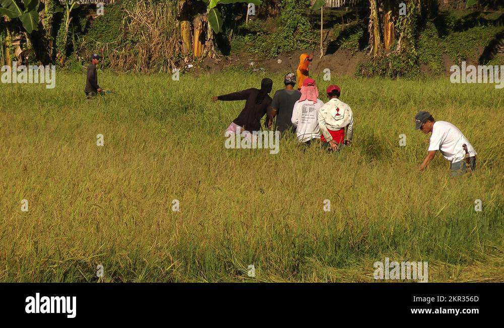 Rice paddy workers harvesting ripe rice in the Philippines Stock Video ...