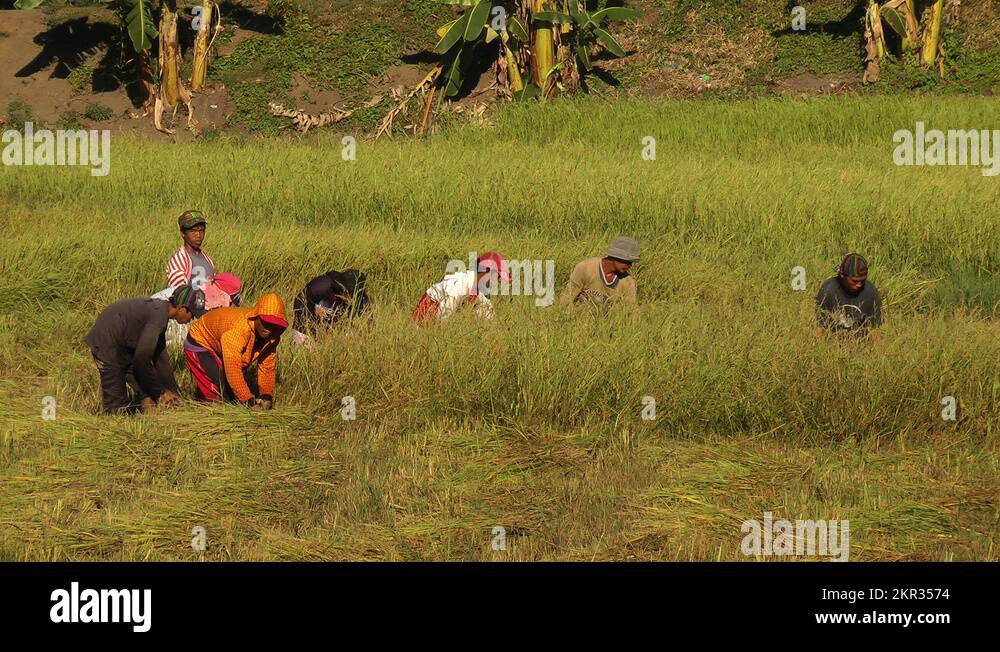 Rice paddy workers harvesting ripe rice in the Philippines Stock Video ...