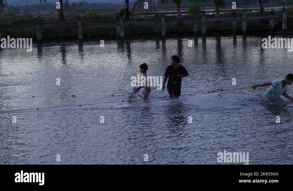 Harvesting Milkfish on a Fish farm on Panay island in the Philippines ...