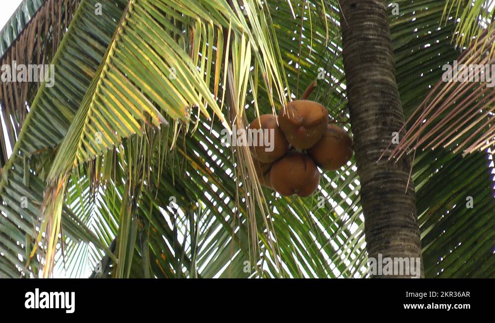 Coconut tree with coconuts cocos nucifera Stock Videos & Footage - HD ...