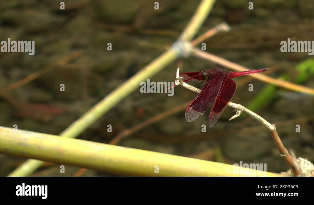 Red Percher Dragonfly, Neurothemis Ramburii in the Philippines Stock ...
