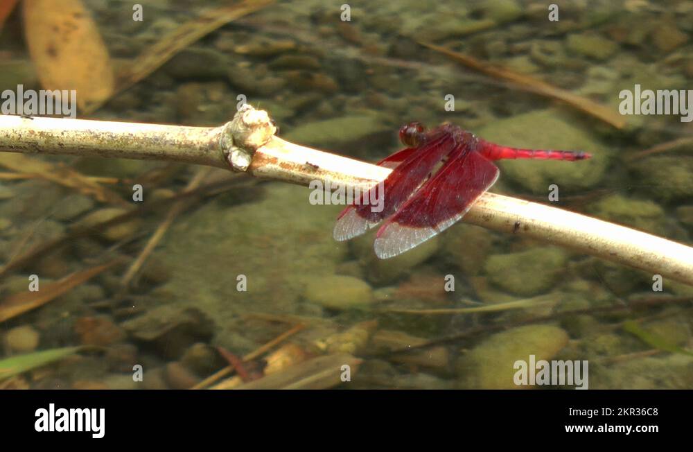 Red Percher Dragonfly, Neurothemis Ramburii in the Philippines Stock ...