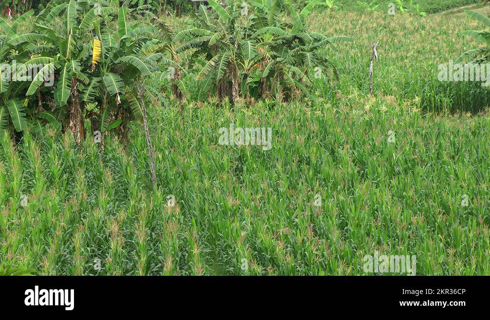 Farmland with corn ripening in the summer sun in the Philippines Stock ...