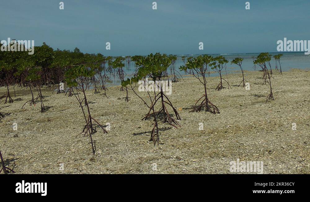 Mangrove trees on the sand island Nogas in the Philippines during low tide Stock Video Footage ...