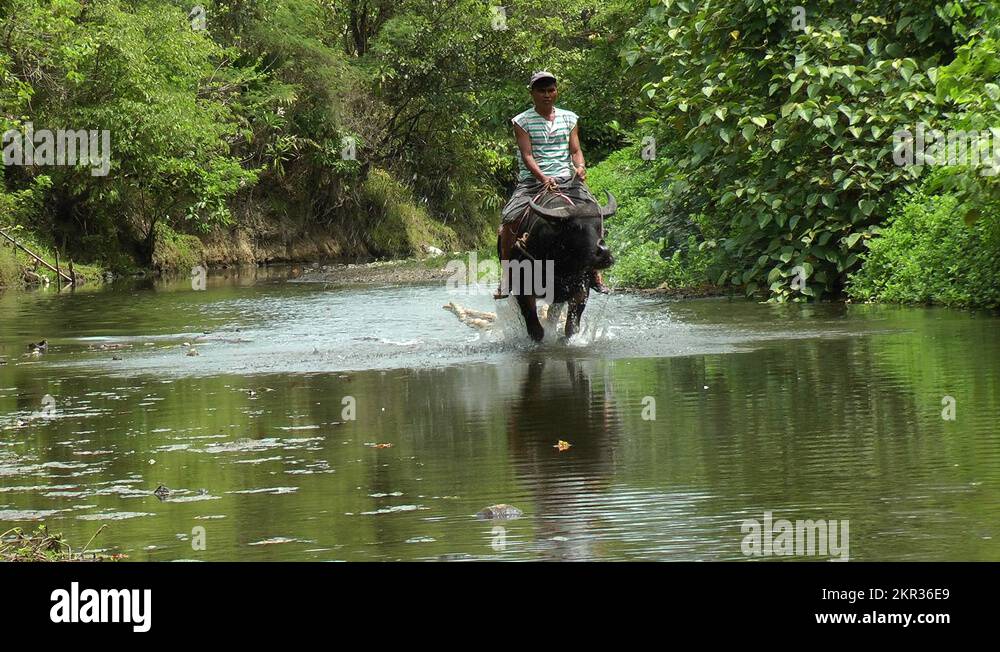 Small river in the Jungle on Panay island in Philippines Stock Video ...
