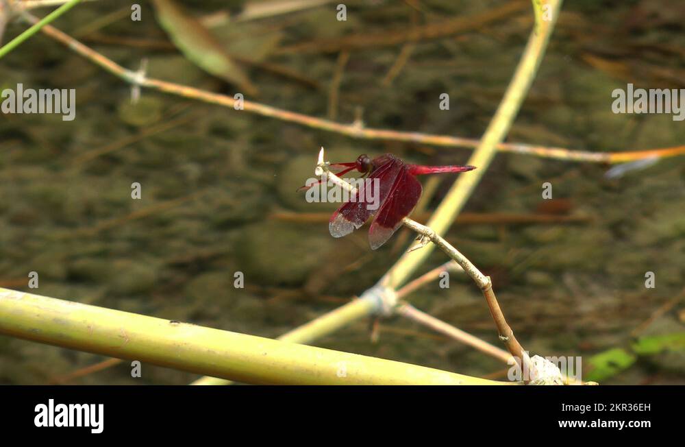 Red Percher Dragonfly, Neurothemis Ramburii in the Philippines Stock ...