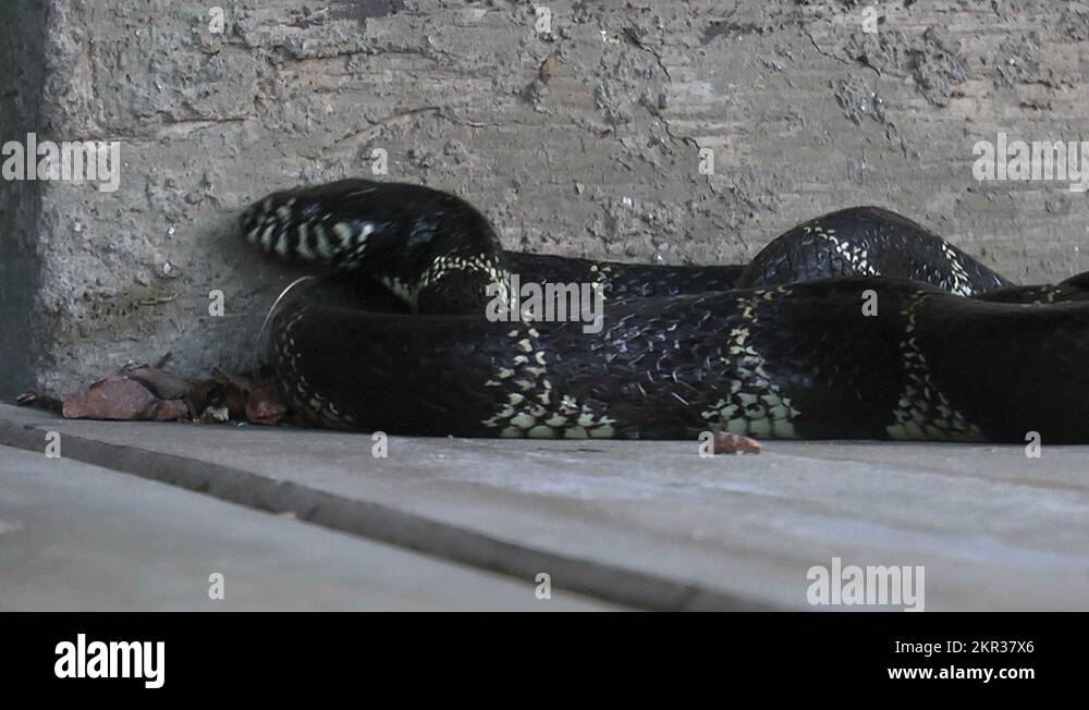 Science senses Stock Videos & Footage - HD and 4K Video Clips - Alamy