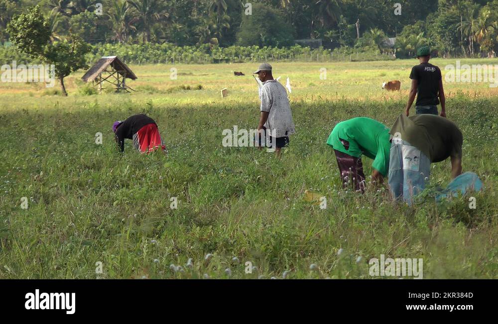 Harvesting watermelon Stock Videos & Footage - HD and 4K Video Clips ...