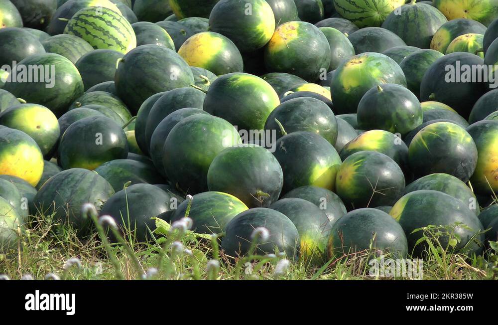 Pile of watermelons Stock Videos & Footage - HD and 4K Video Clips - Alamy