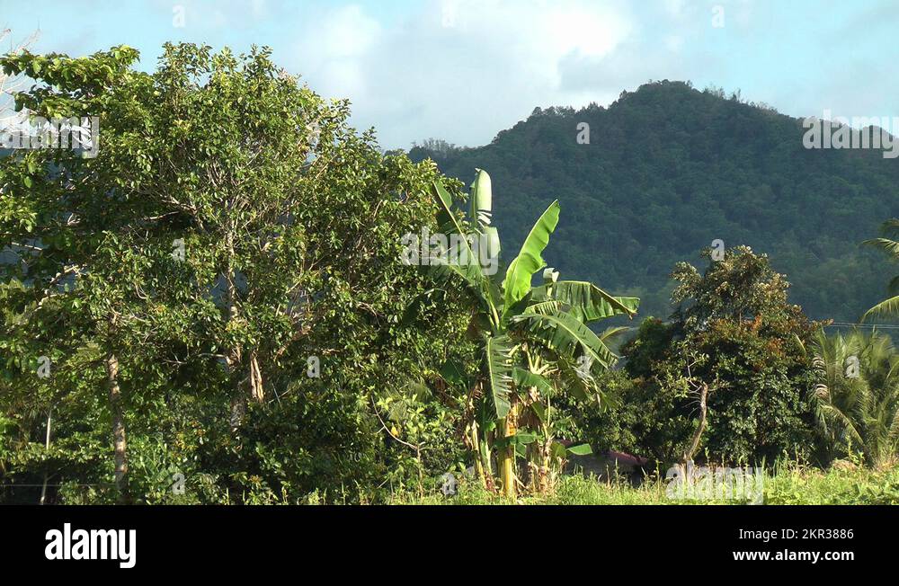 High tree jungle covered mountains on Panay island in the Philippines ...