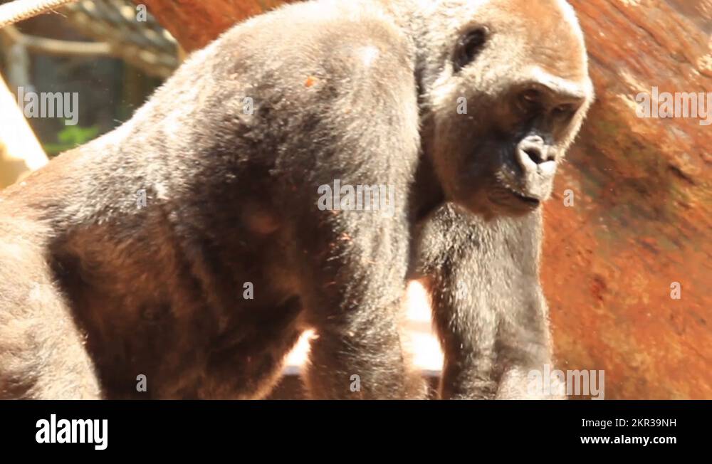 Conservation of gorilla Stock Videos & Footage - HD and 4K Video Clips ...
