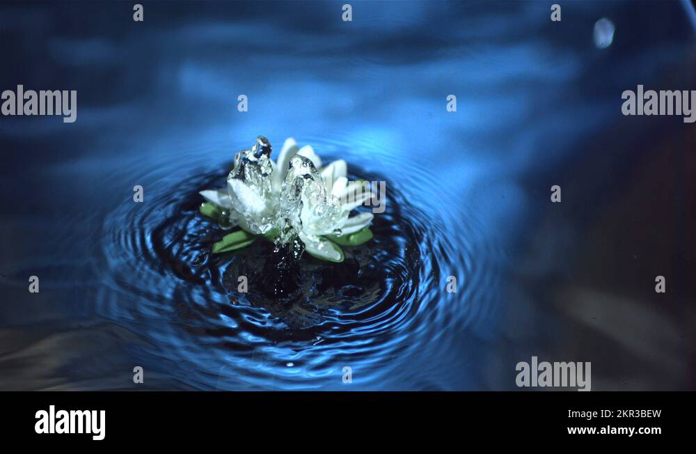 Lily Pad Stock Videos And Footage Hd And 4k Video Clips Alamy
