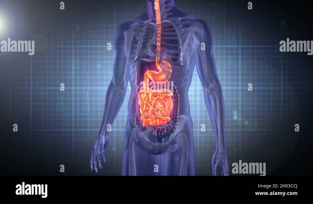 Revolving human form showing organs with montage of medical clips Stock ...