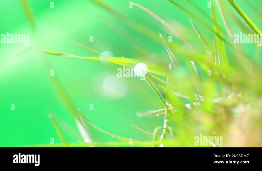 Dewdrop Stock Videos & Footage - HD and 4K Video Clips - Alamy