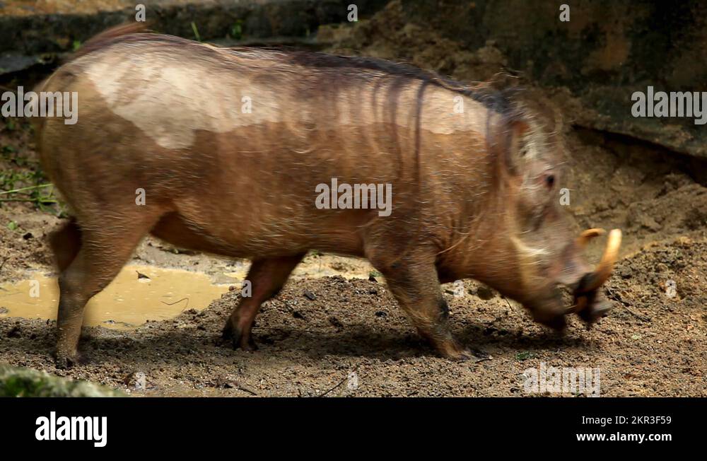 Lens pig Stock Videos & Footage - HD and 4K Video Clips - Alamy