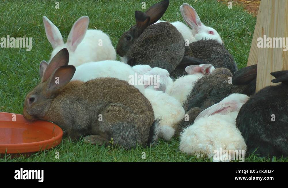 Herd of rabbits Stock Videos & Footage - HD and 4K Video Clips - Alamy