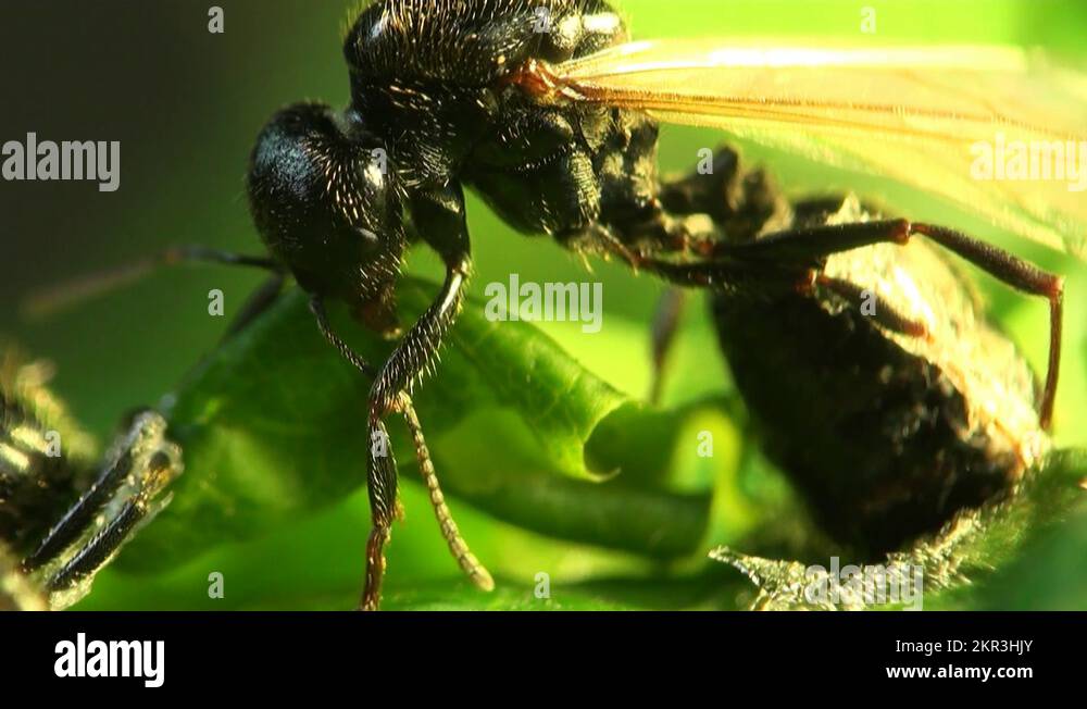 Family defender Stock Videos & Footage - HD and 4K Video Clips - Alamy